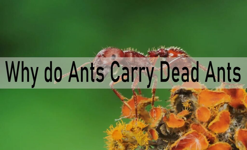 Why Do Ants Carry Dead Ants? The Science Behind This Behavior - My USA Wire